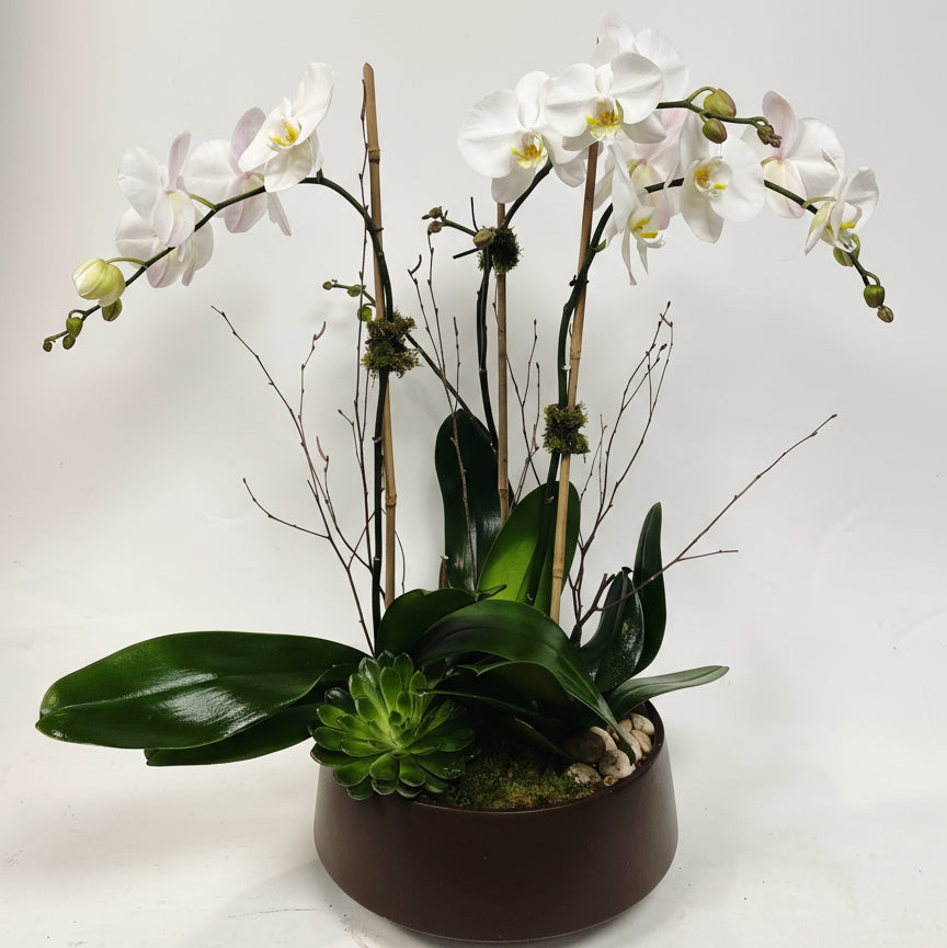 Triple-Stemmed Orchid Plant – City Blossoms